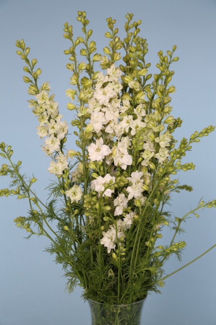 Larkspur & DIY Flower Packages | Albuquerque Florist & Flower Delivery