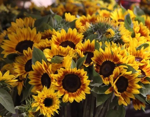 Bulk Sunflowers & DIY Flower Packages | Albuquerque Florist & Flower ...