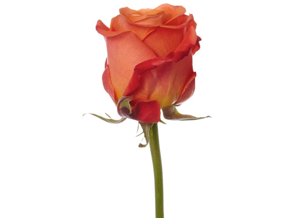 Premium Roses & DIY Flower Packages | Albuquerque Florist & Flower Delivery