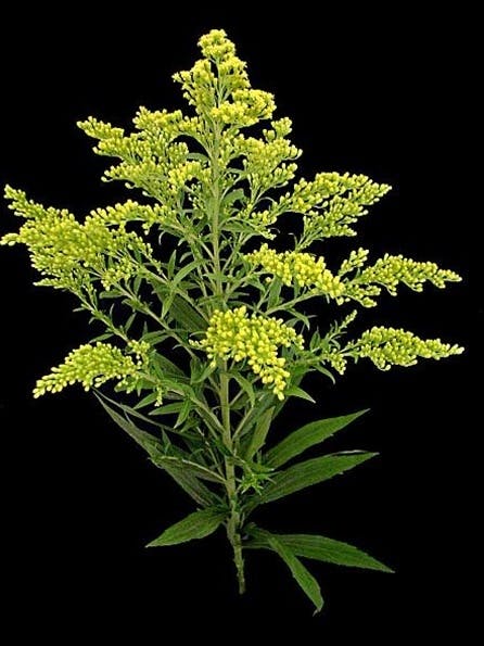 Solidago / Solidaster & DIY Flower Packages | Albuquerque Florist ...